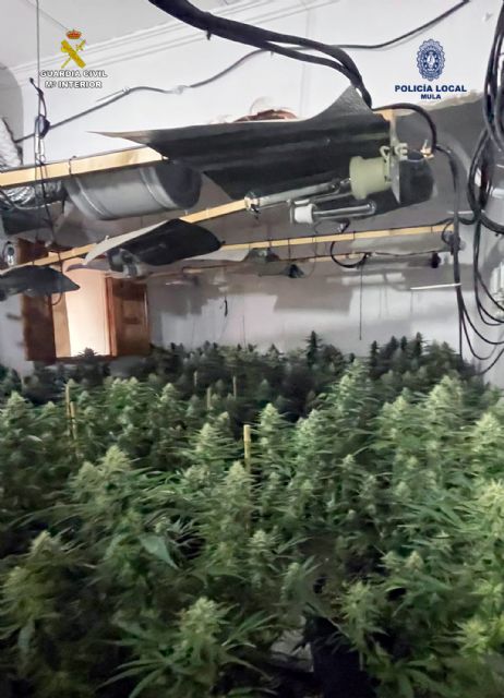 Desmantelan cinco plantaciones de marihuana en el casco antiguo de Mula - Mula - murcia.com