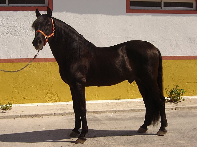 Comienza la parada de sementales en el centro de inseminación ...