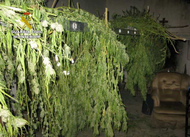 La Guardia Civil desmantela en Jumilla tres inmuebles dedicados al cultivo, secado y ...